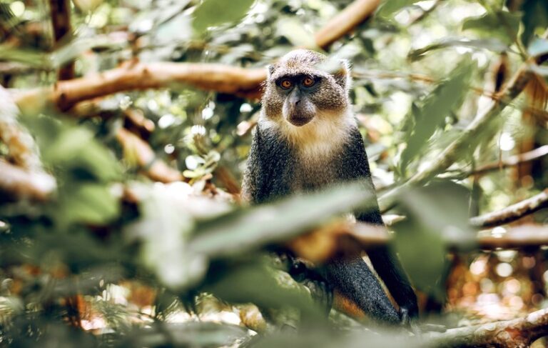 Samango Monkeys, a Natural Treasure - The Southern Explorer